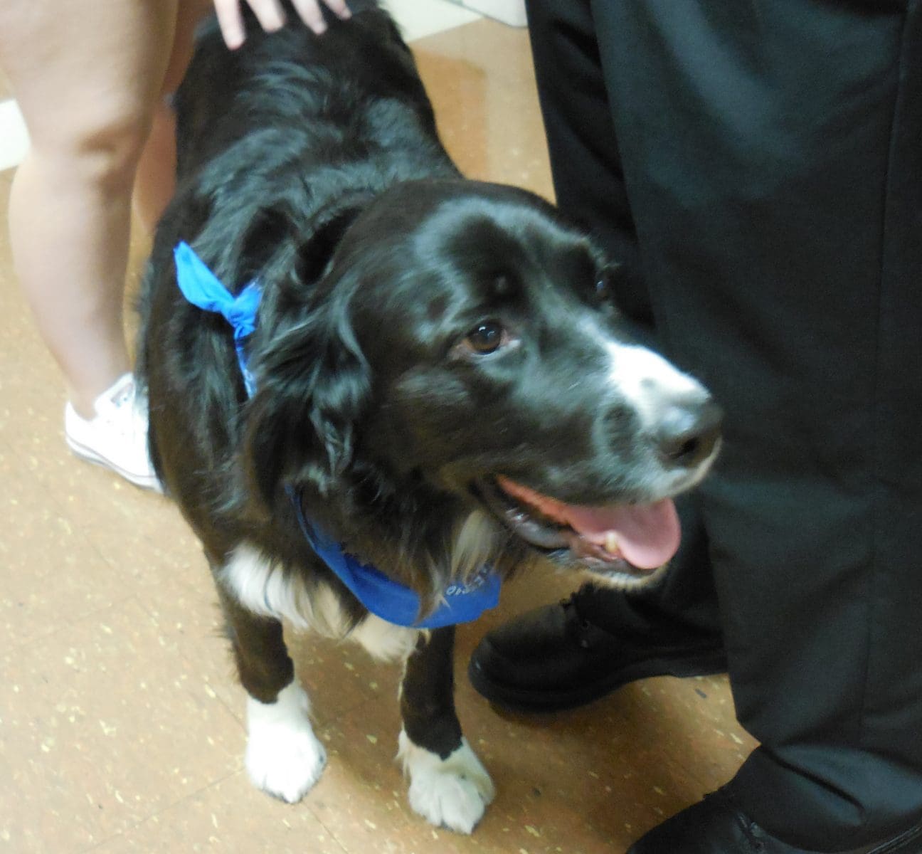 Jake is the Westfield H.S. therapy dog - The Westfield News