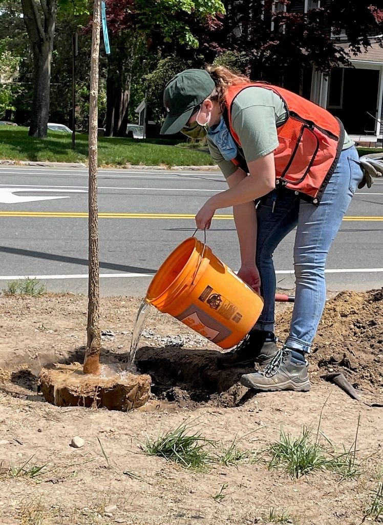 Councilor celebrates Ward 3 winning competition to plant trees | The ...